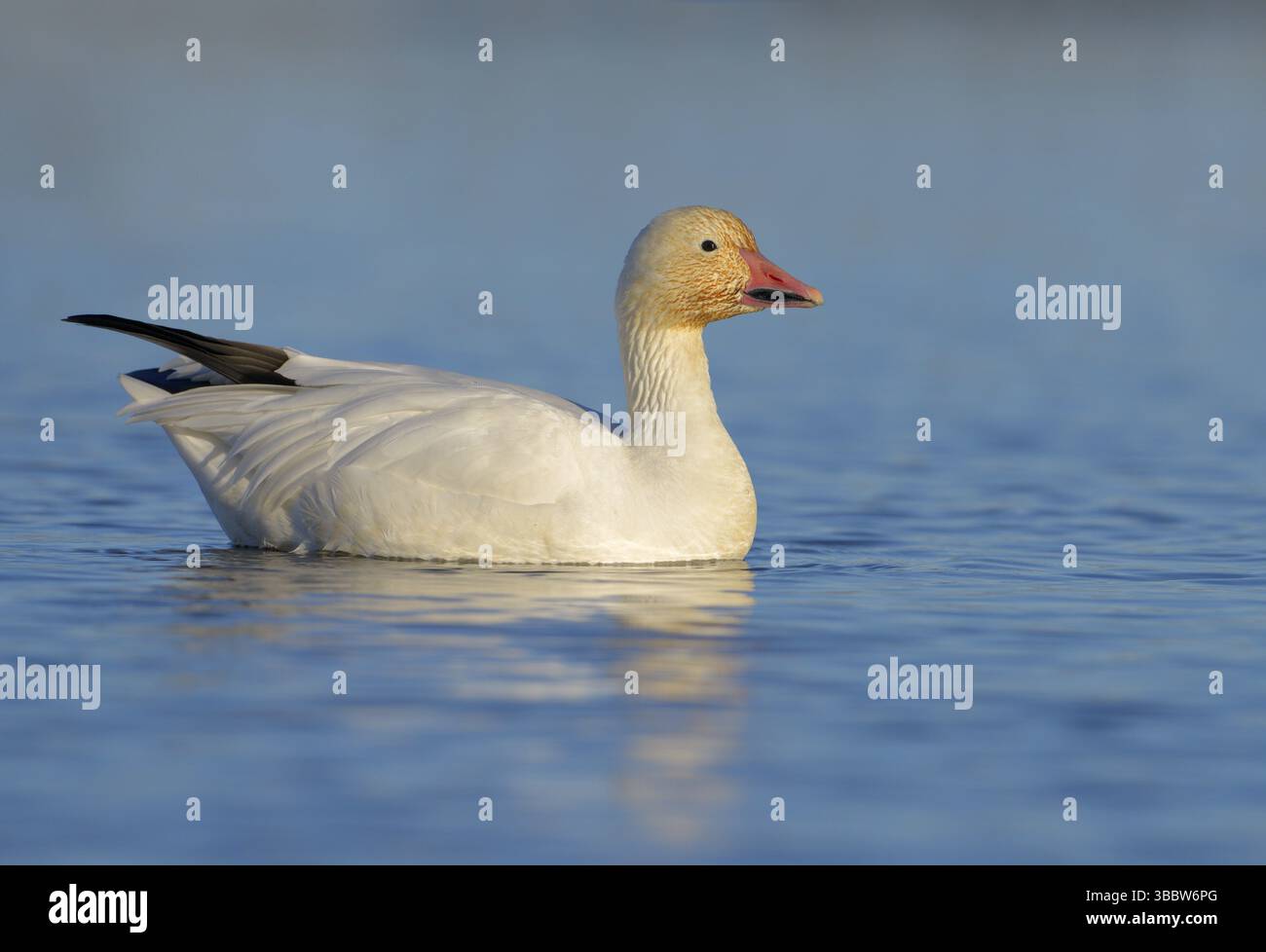 Snow Goose (Chen caerulescens) - Colusa National Wildlife Refuge, California Stock Photo - Alamy