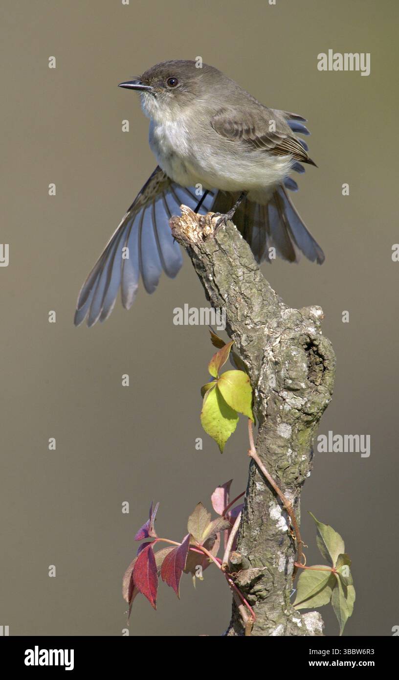 Eastern Phoebe (Sayornis phoebe), Texas, USA, North America Stock Photo ...