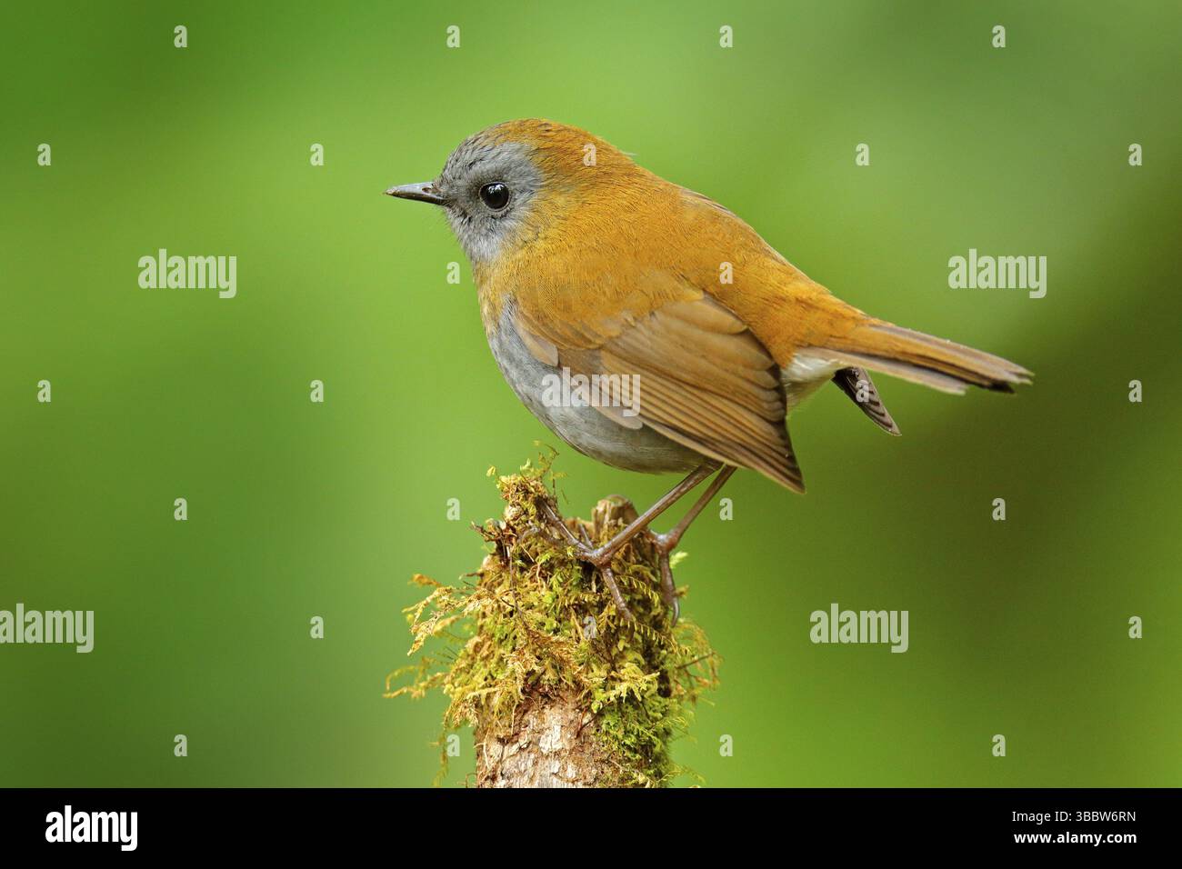 Black-billed Nightingale-Thrush, Catharus gracilirostris, brown grey ...