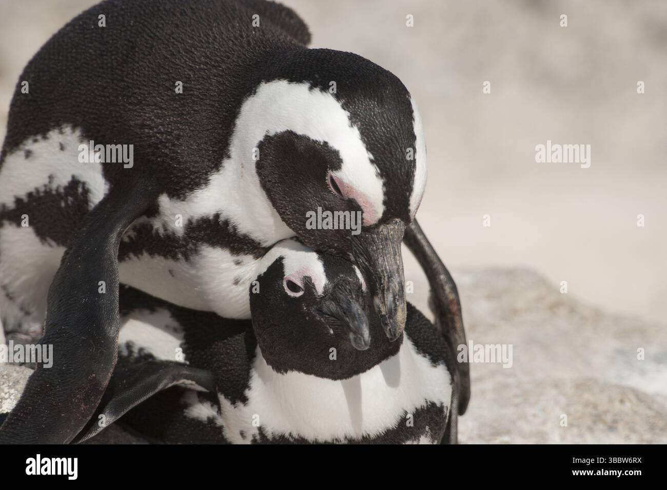 African Penguin (Spheniscus demersus) pair mating, South Africa, Africa ...