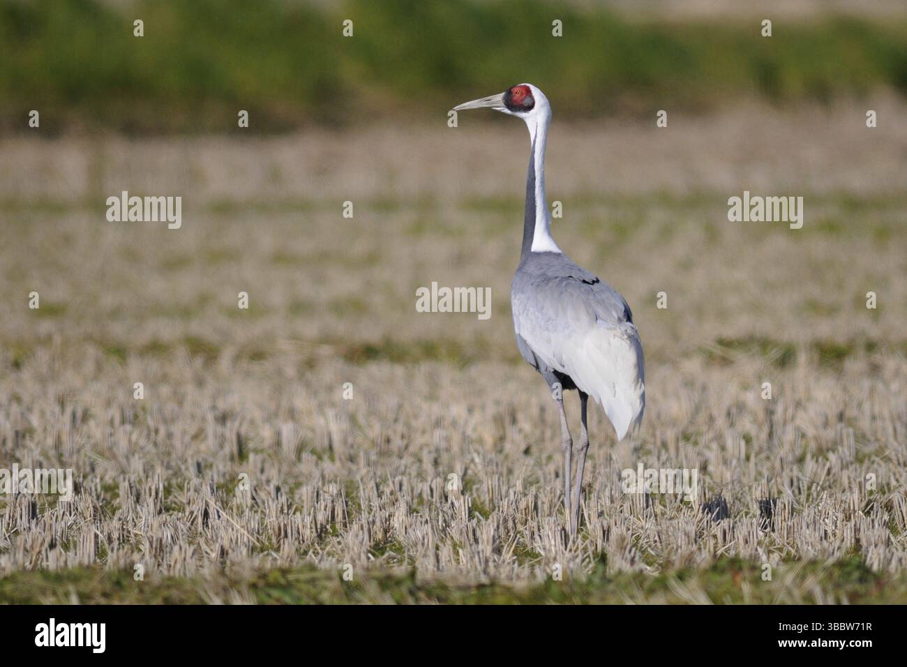 White-naped Crane (Antigone vipio), Arasaki, Japan, Asia Stock Photo ...