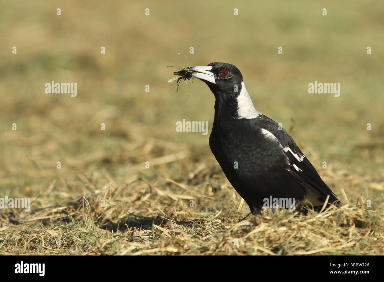 Australian Magpie (Gymnorhina tibicen), Queensland, Australia, Oceania ...