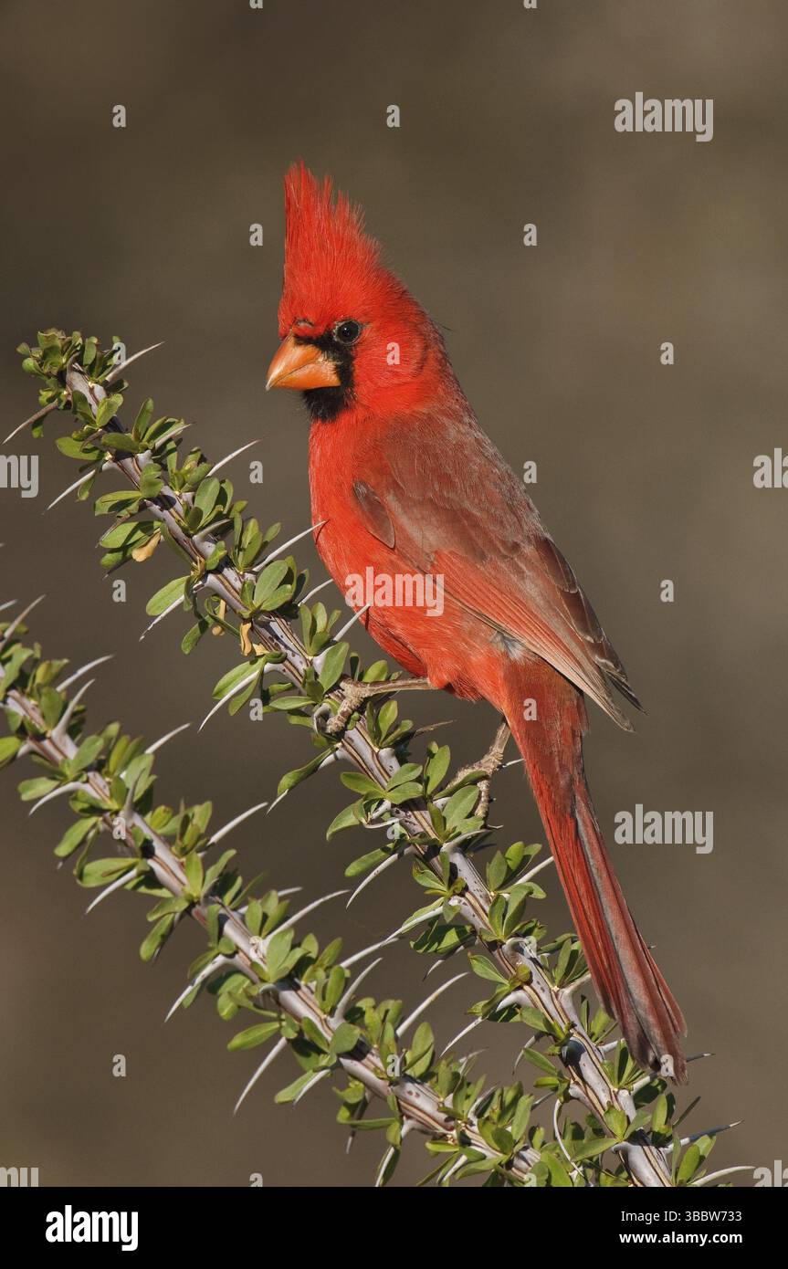 Northern Cardinal (Cardinalis cardinalis), Arizona, USA, North America ...