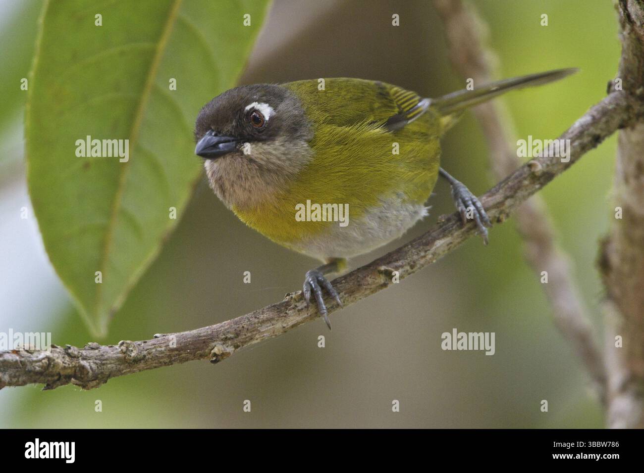 Common Bush Tanager (Chlorospingus flavopectus), Costa Rica, Central ...