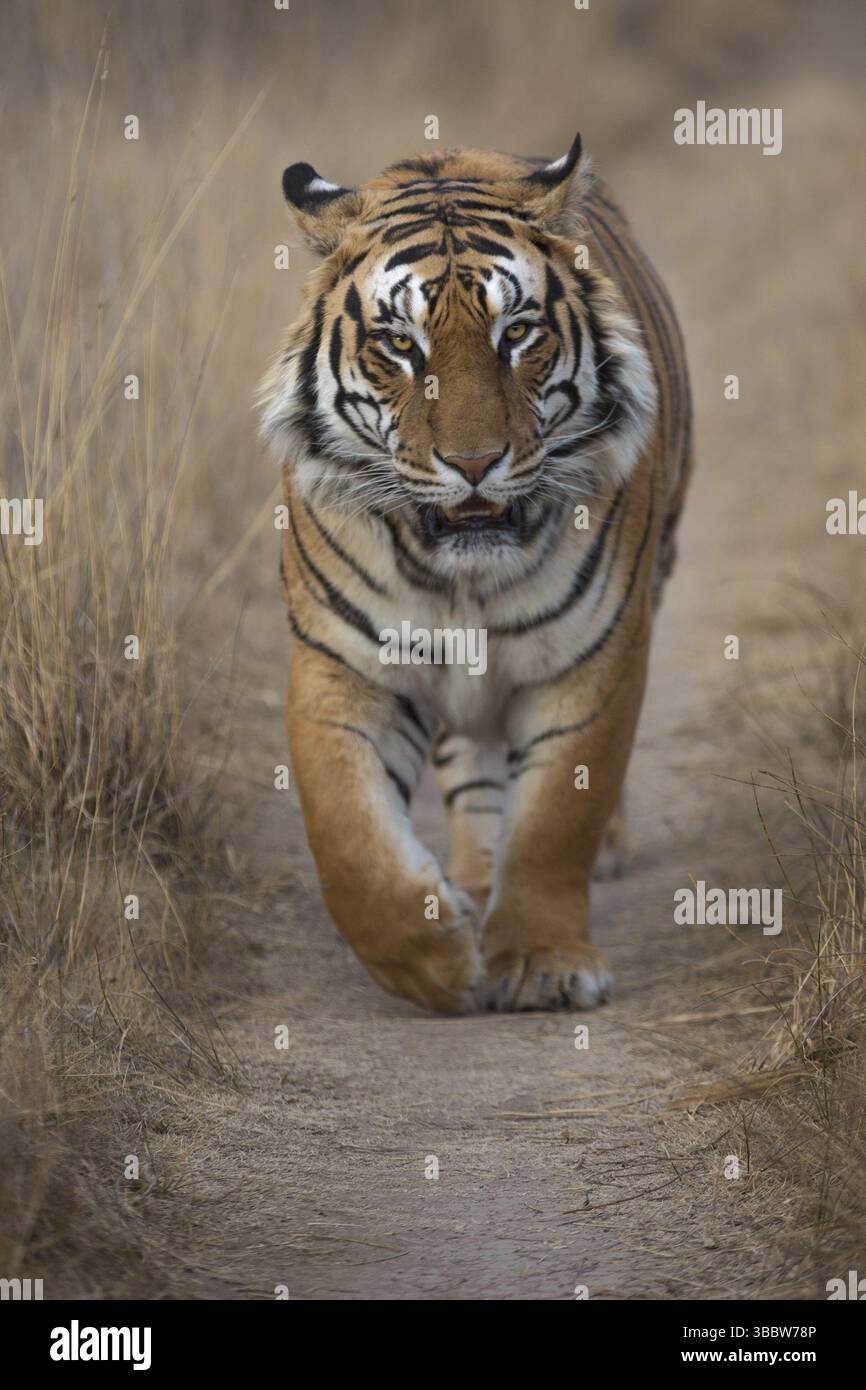 Bengal Tiger (Panthera tigris) male walking on trail, captive ...