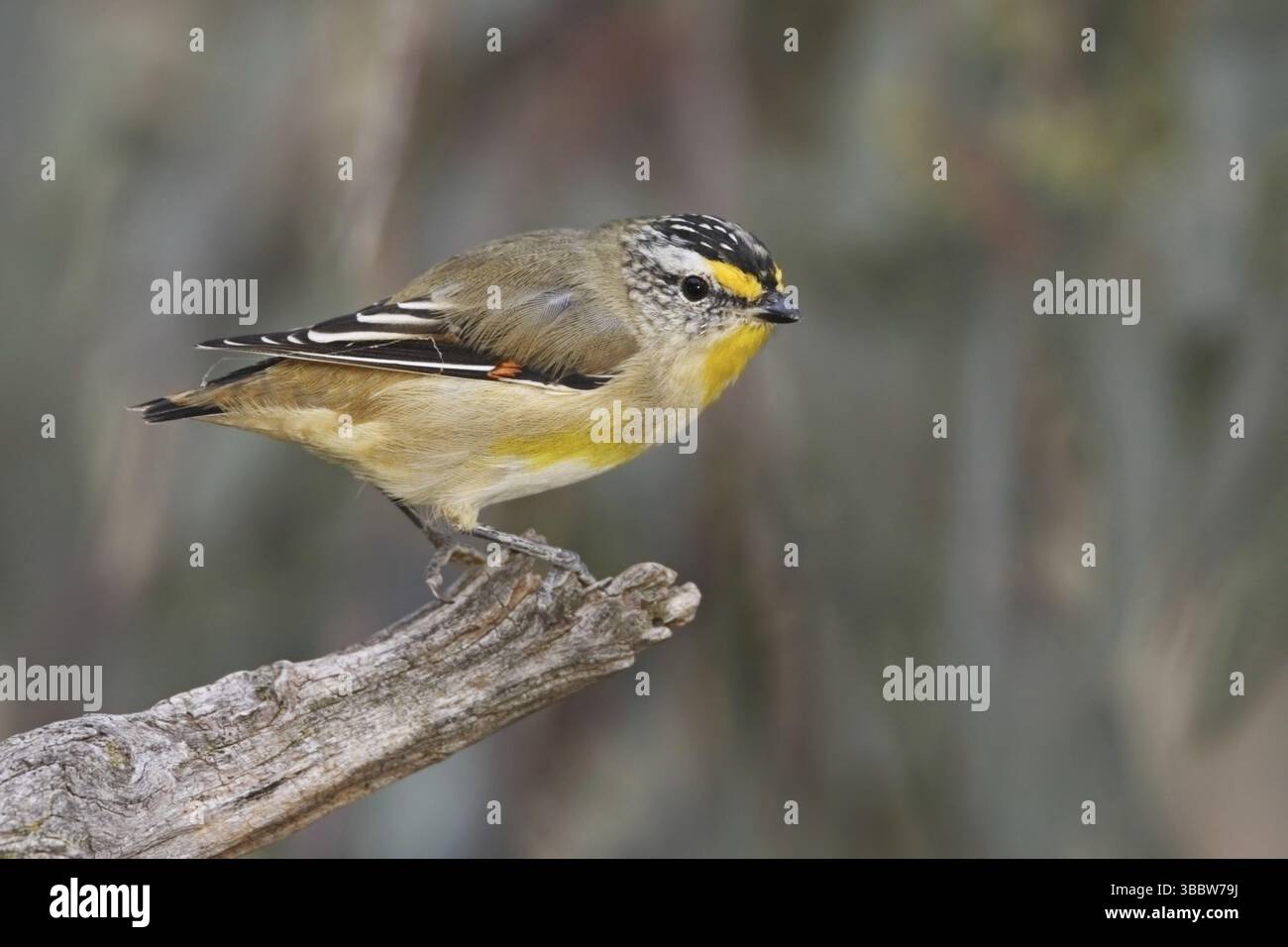 Striated Pardalote (Pardalotus striatus) male, Australian Capital ...