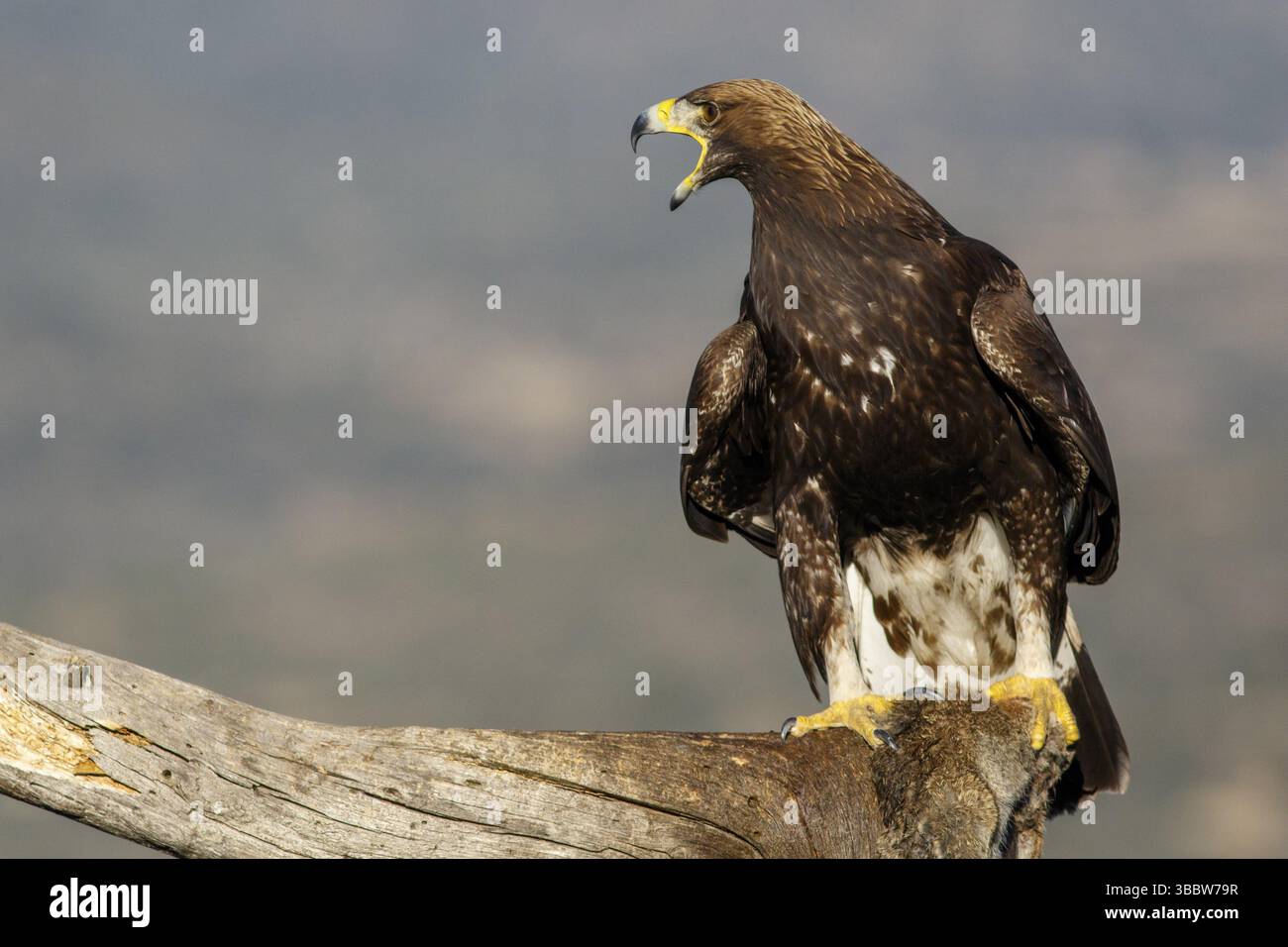 Golden Eagle (Aquila chrysaetos) immature, first winter plumage eating ...