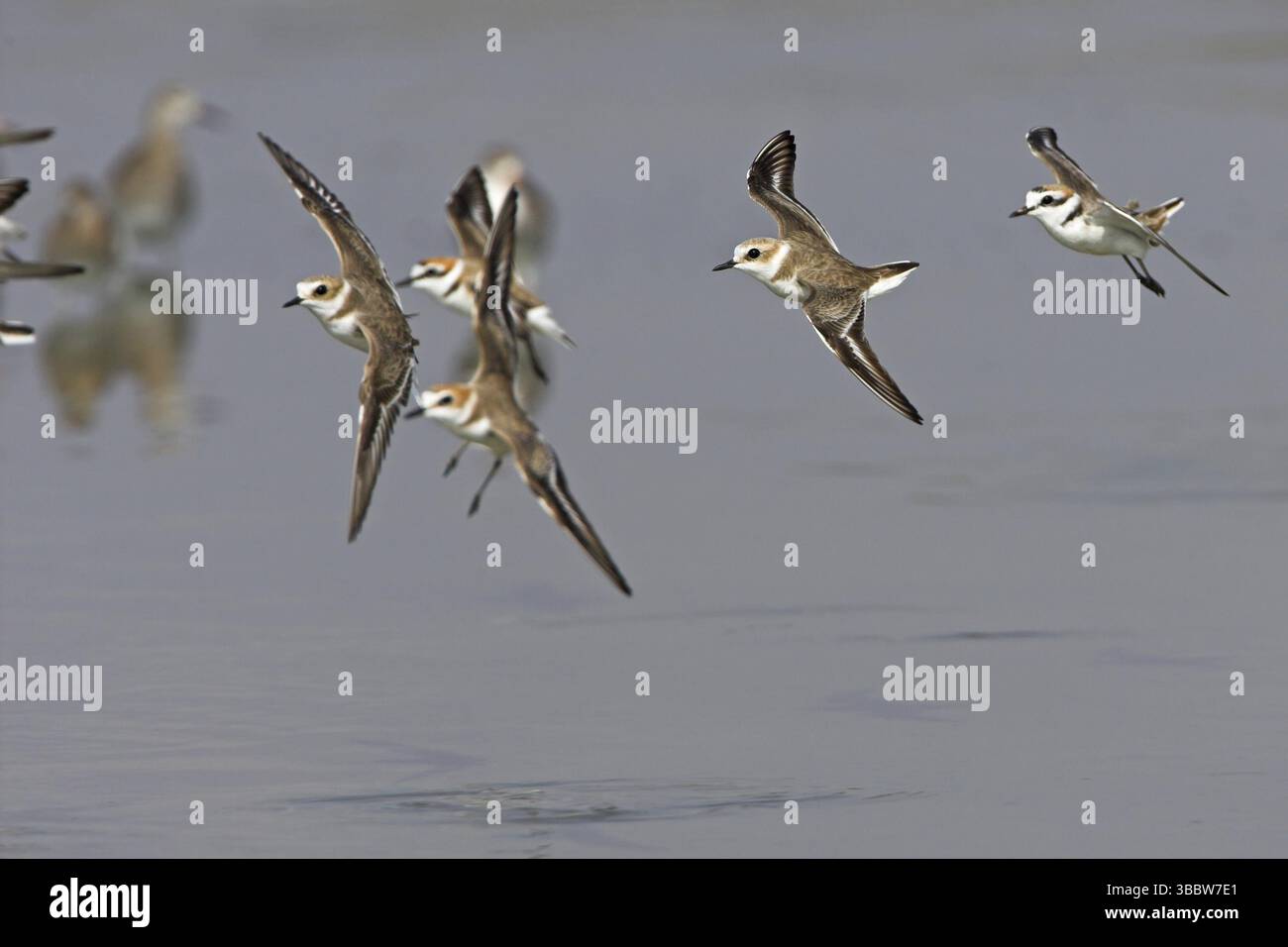 Kentish Plover (Charadrius alexandrinus) flying, Oman, Asia Stock Photo ...