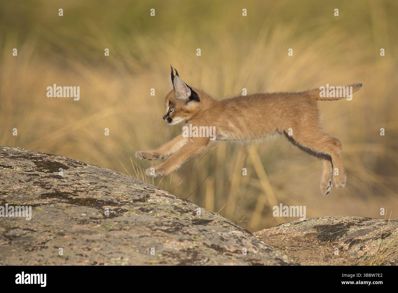 Caracal (Caracal caracal) cub jumping over rocks, Castile-La Mancha ...