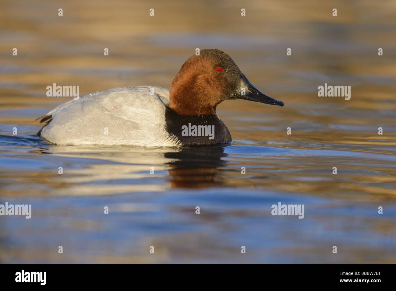 Canvasback (Aythya valisineria) male, Arizona, USA, North America Stock ...