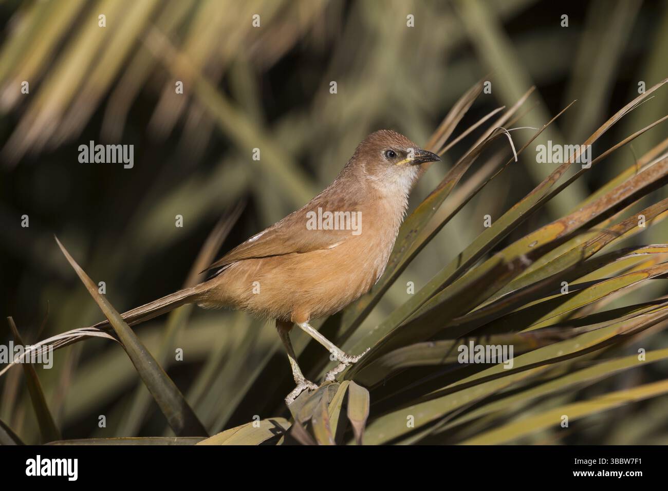 Fulvous Babbler - Akaziendrossling - Argya fulva ssp. maroccana ...