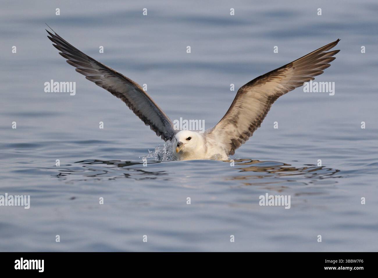 Northern Fulmar (Fulmarus glacialis), Iceland, Europe Stock Photo - Alamy