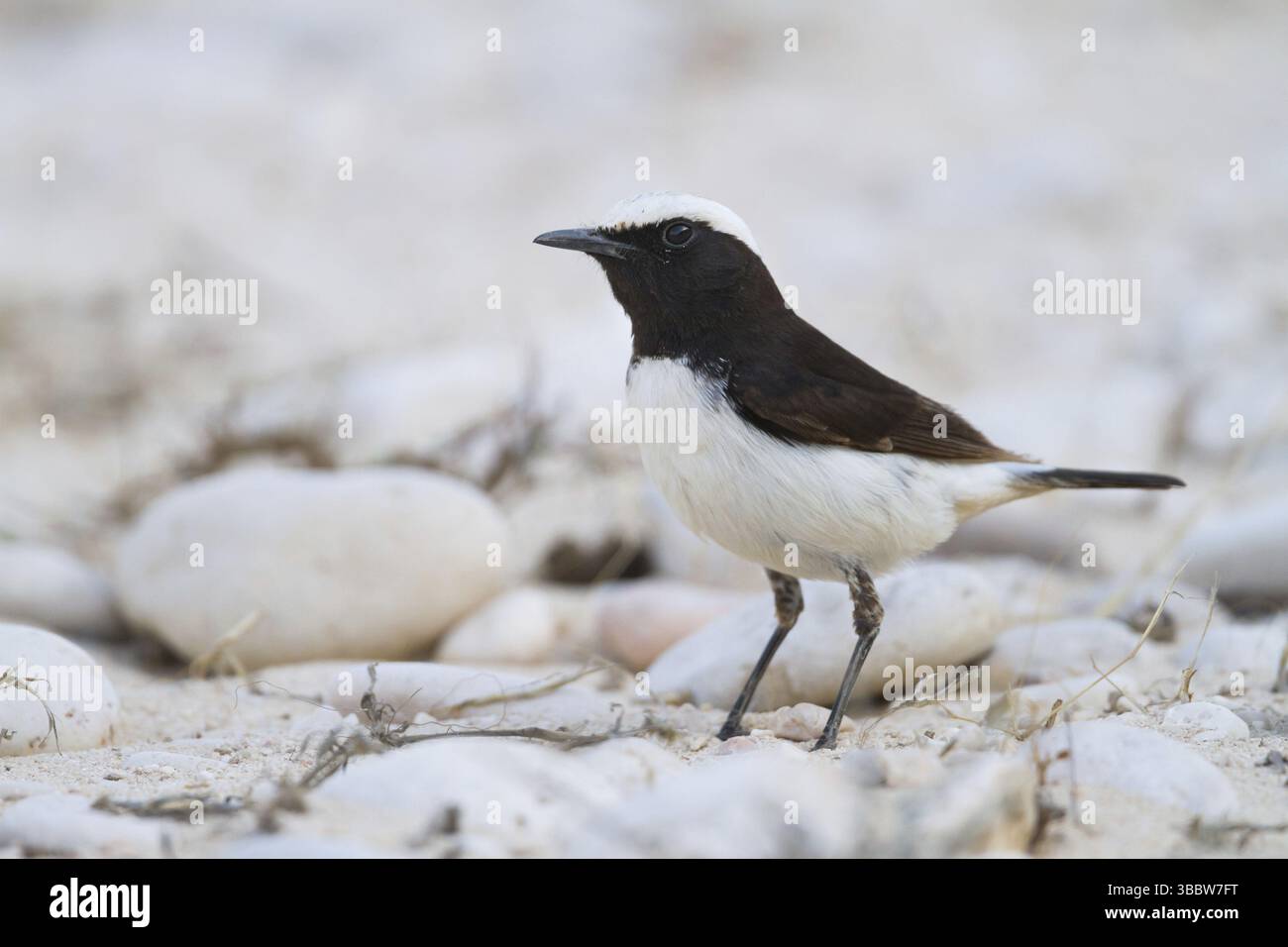 Arabian Wheatear (Oenanthe lugentoides), Oman, Asia Stock Photo - Alamy