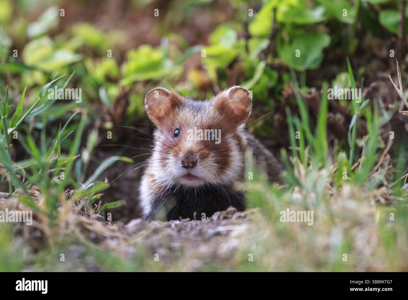 Common Hamster (Cricetus cricetus) emerging from burrow, Vienna ...