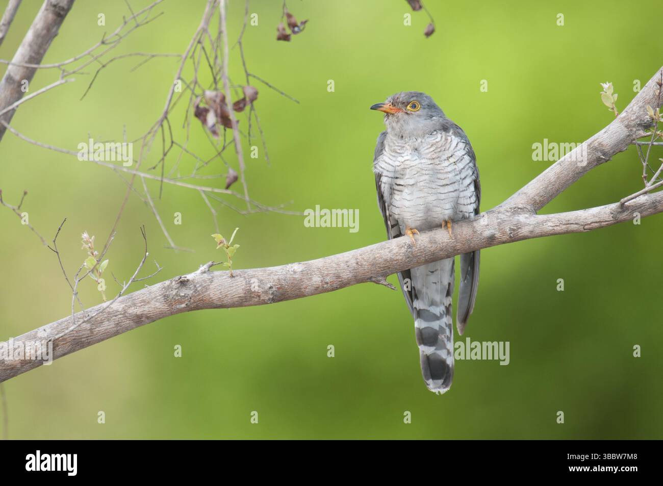 African Cuckoo (Cuculus gularis), Mpumalanga, South Africa, Africa ...