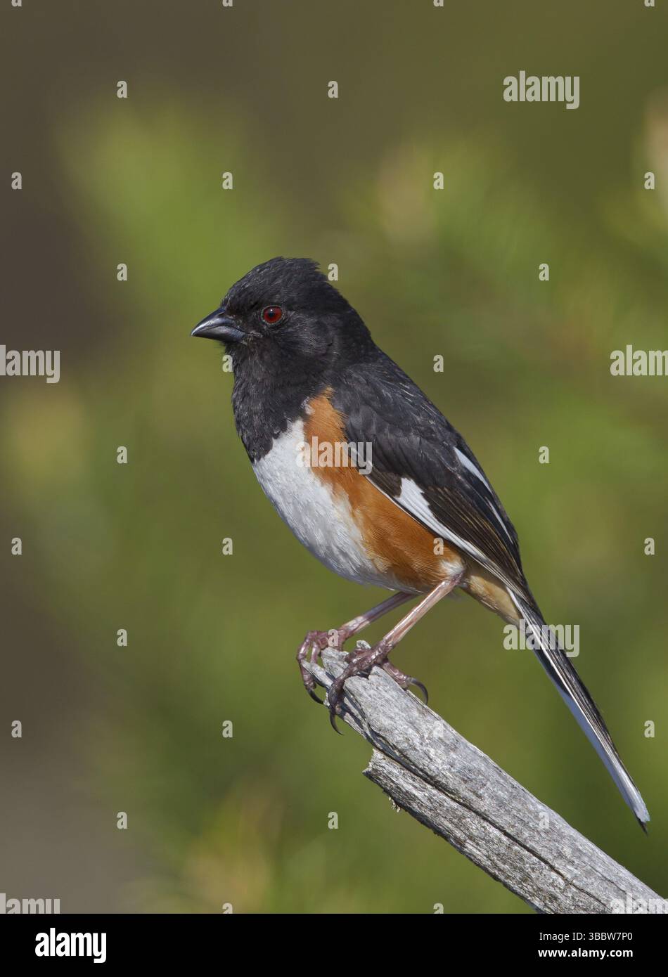 Eastern Towhee (Pipilo erythrophthalmus) male, Michigan, USA, North ...