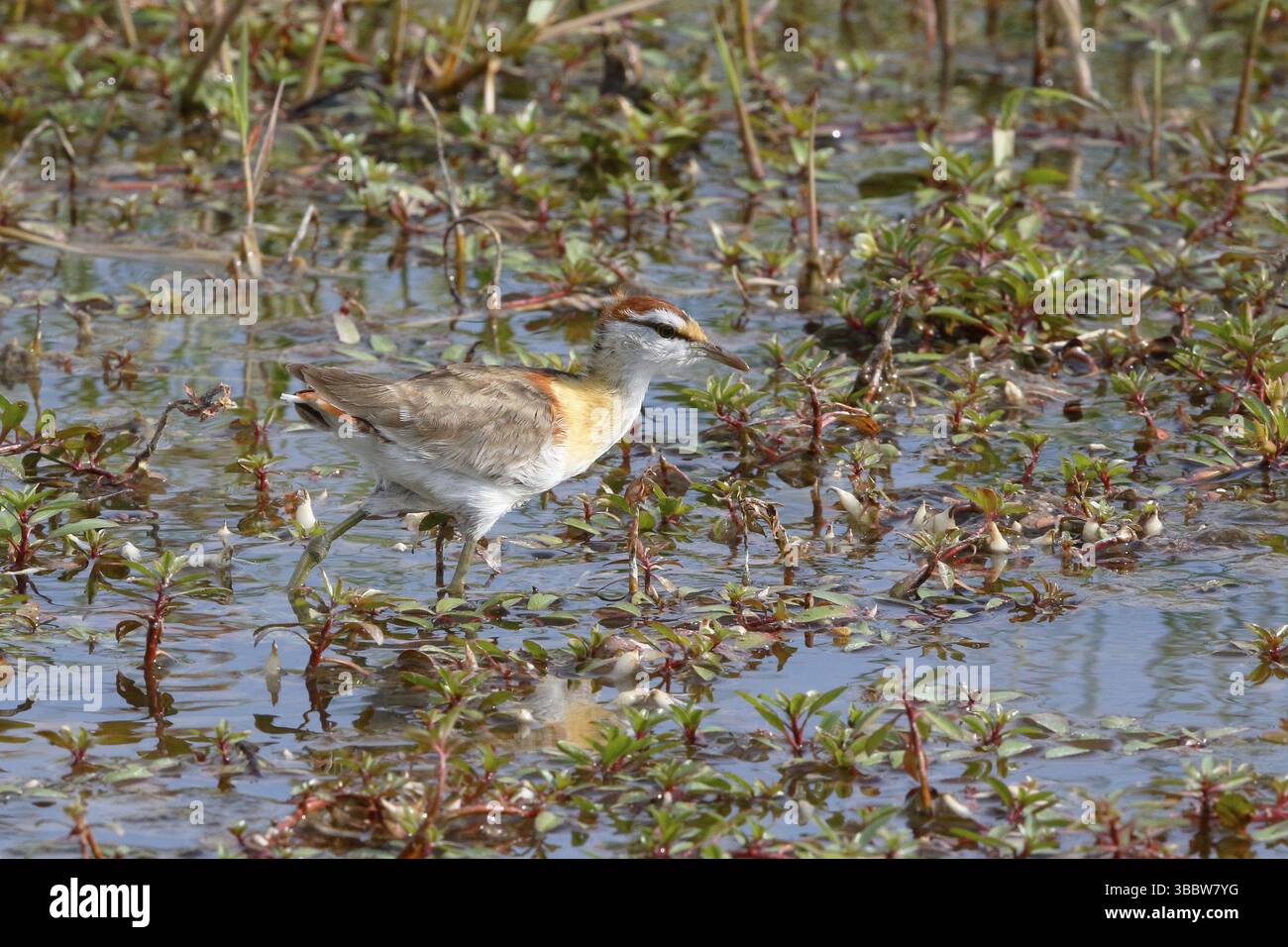 Lesser Jacana, (Microparra capensis Stock Photo - Alamy