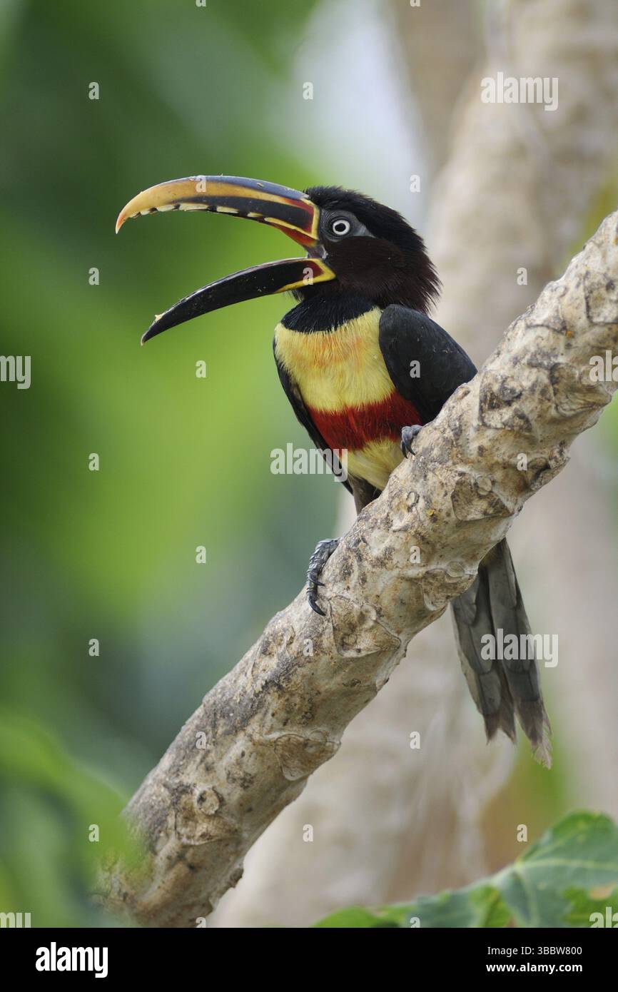 Chestnut-eared Aracari (Pteroglossus castanotis), Pantanal, Brazil ...