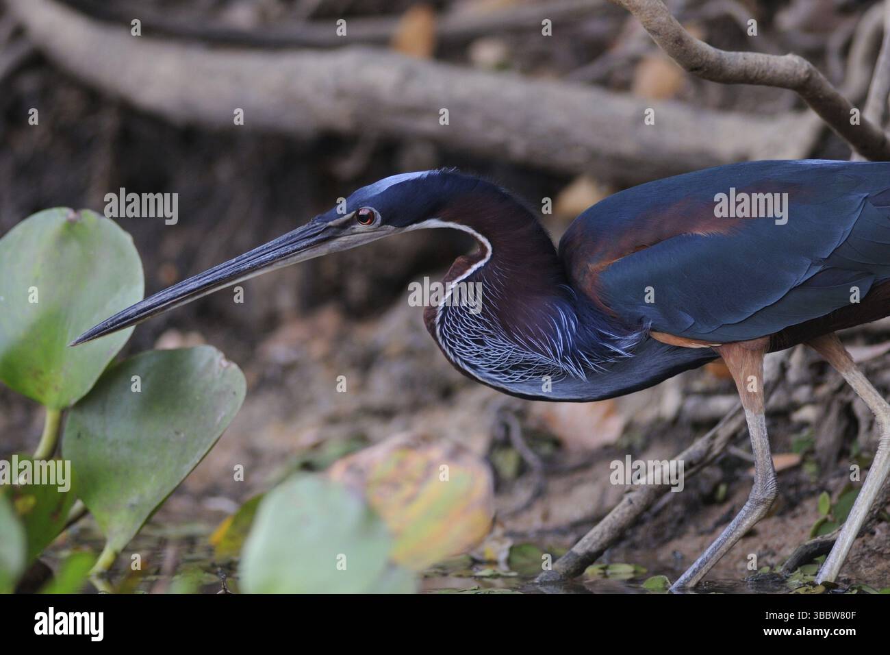 Agami Heron (Agamia agami), Pantanal, Brazil, South America Stock Photo - Alamy