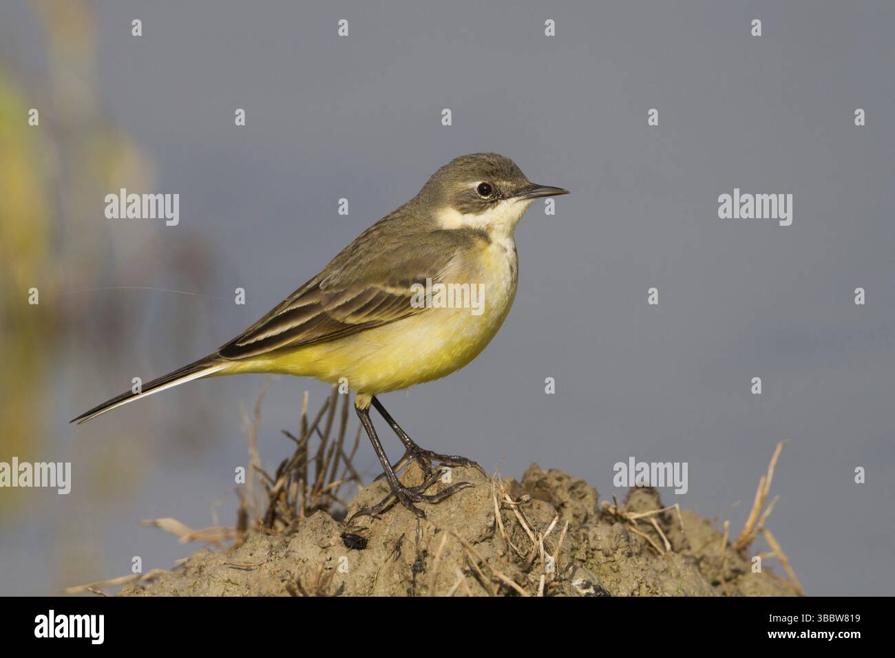 Western Yellow Wagtail (Motacilla flava thunbergi) female, Cyprus ...