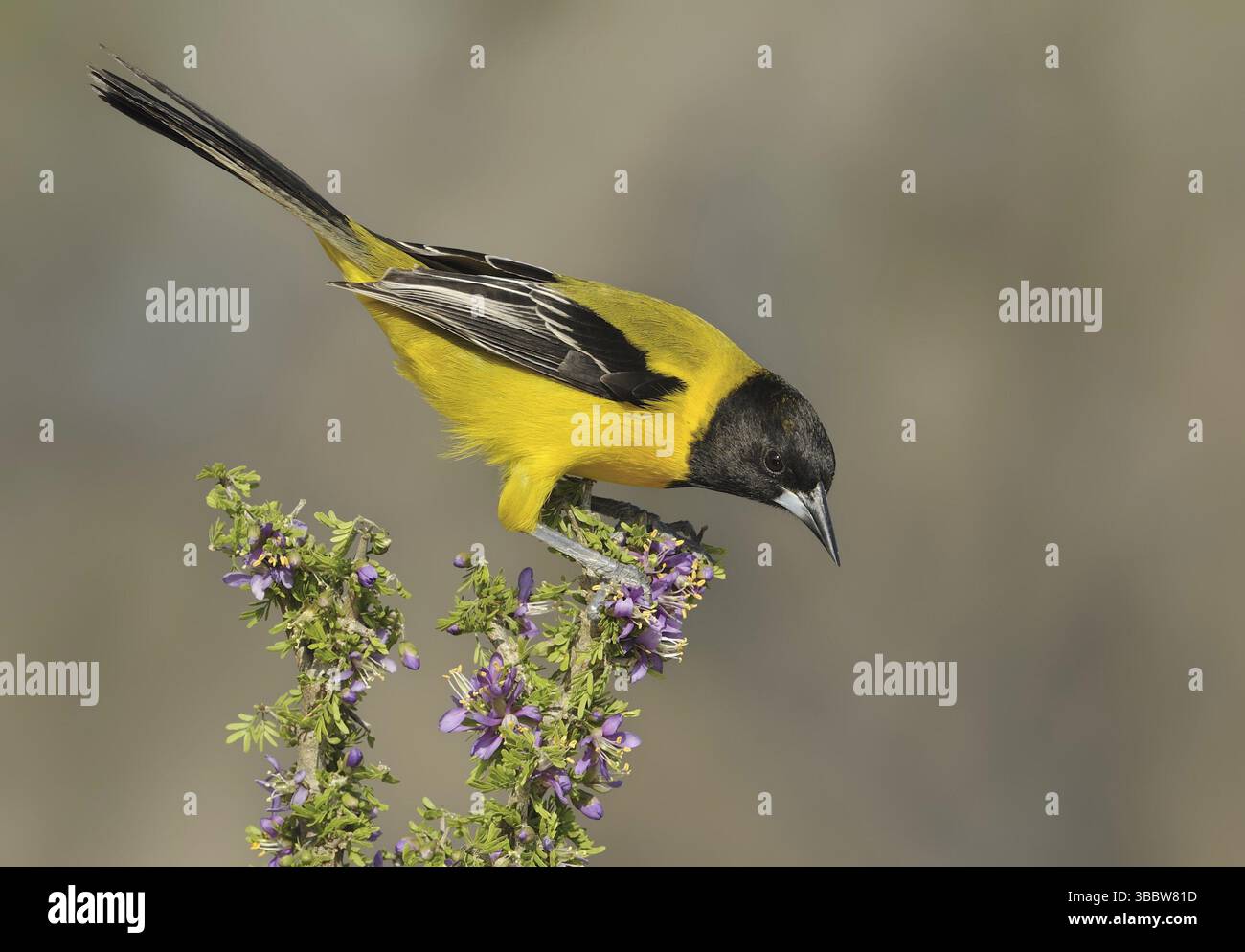 Audubon's Oriole (Icterus graduacauda), Texas, USA, North America Stock ...