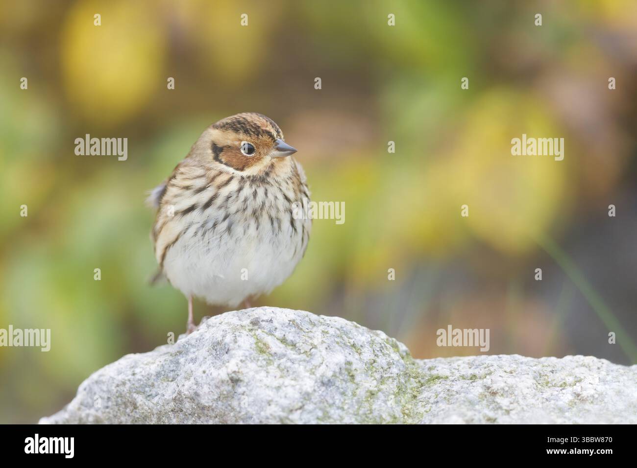 Zwergammer, Emberiza pusilla Little Bunting, Emberiza pusilla Stock Photo - Alamy