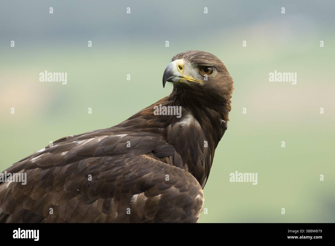Golden Eagle (Aquila chrysaetos) captive, Germany, Europe Stock Photo ...