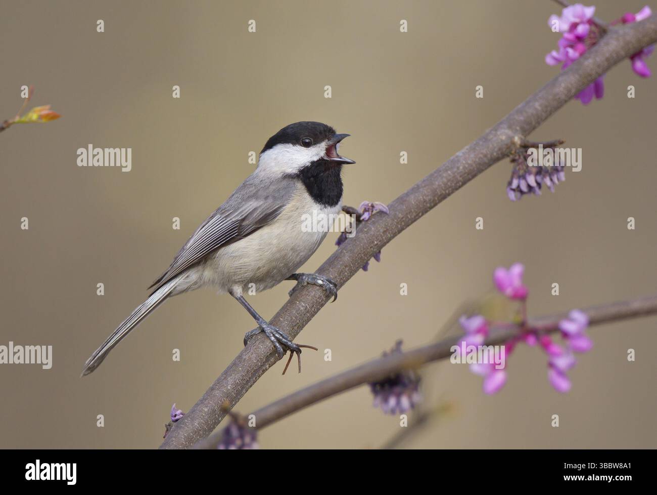 Carolina Chickadee (Poecile carolinensis) singing, Ohio, USA, North ...