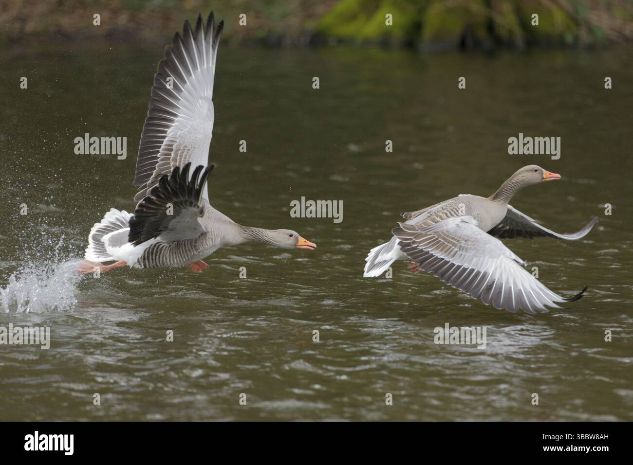 Graugans, lat. Anser anser, zwei Voegel verfolgen sich im Flug ueber ...