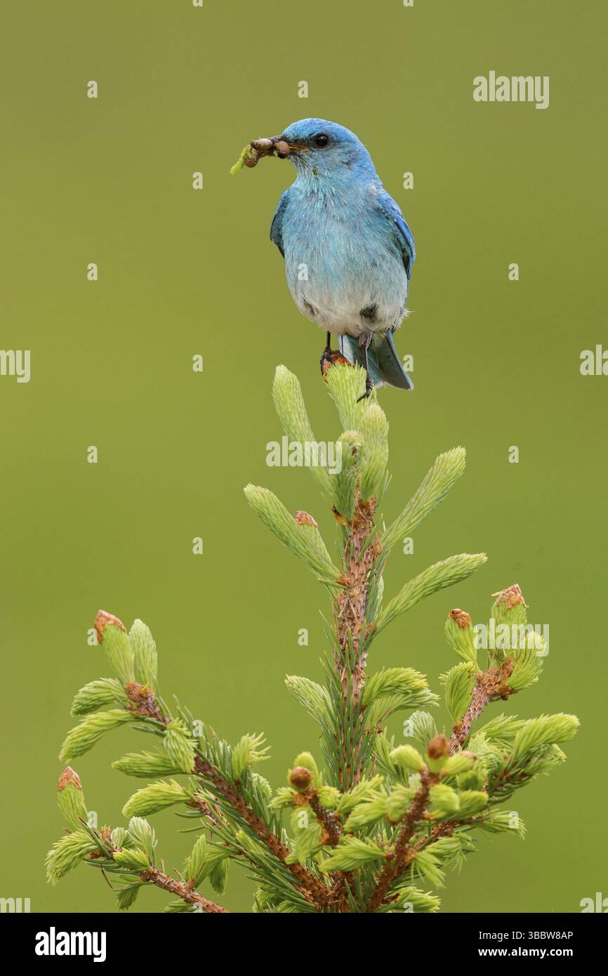 Mountain Bluebird (Sialia currucoides) male with feed in its beak ...