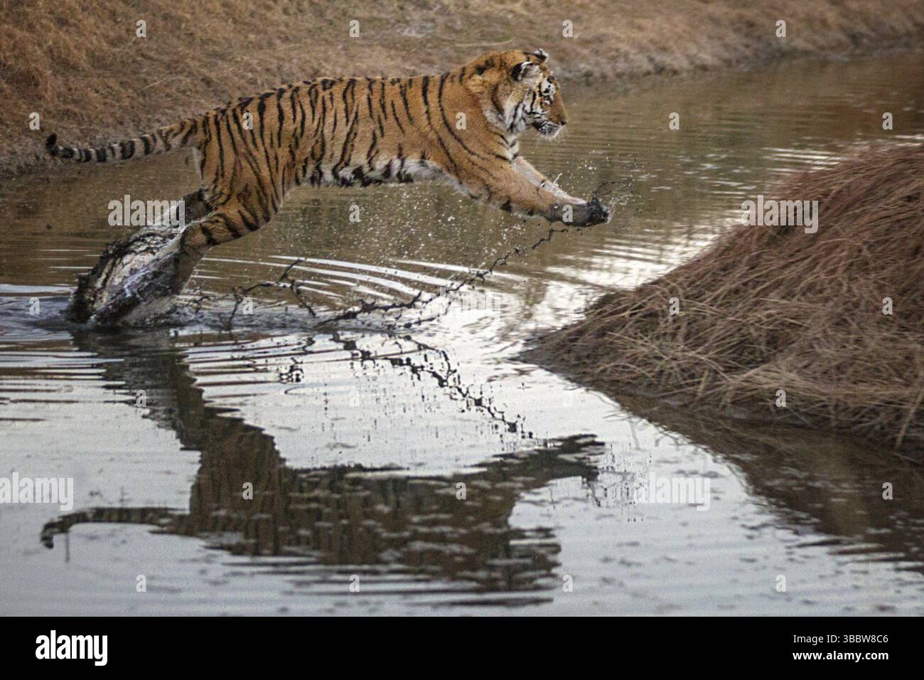 Bengal Tiger (Panthera tigris) adult jumping in waterhole, captive ...