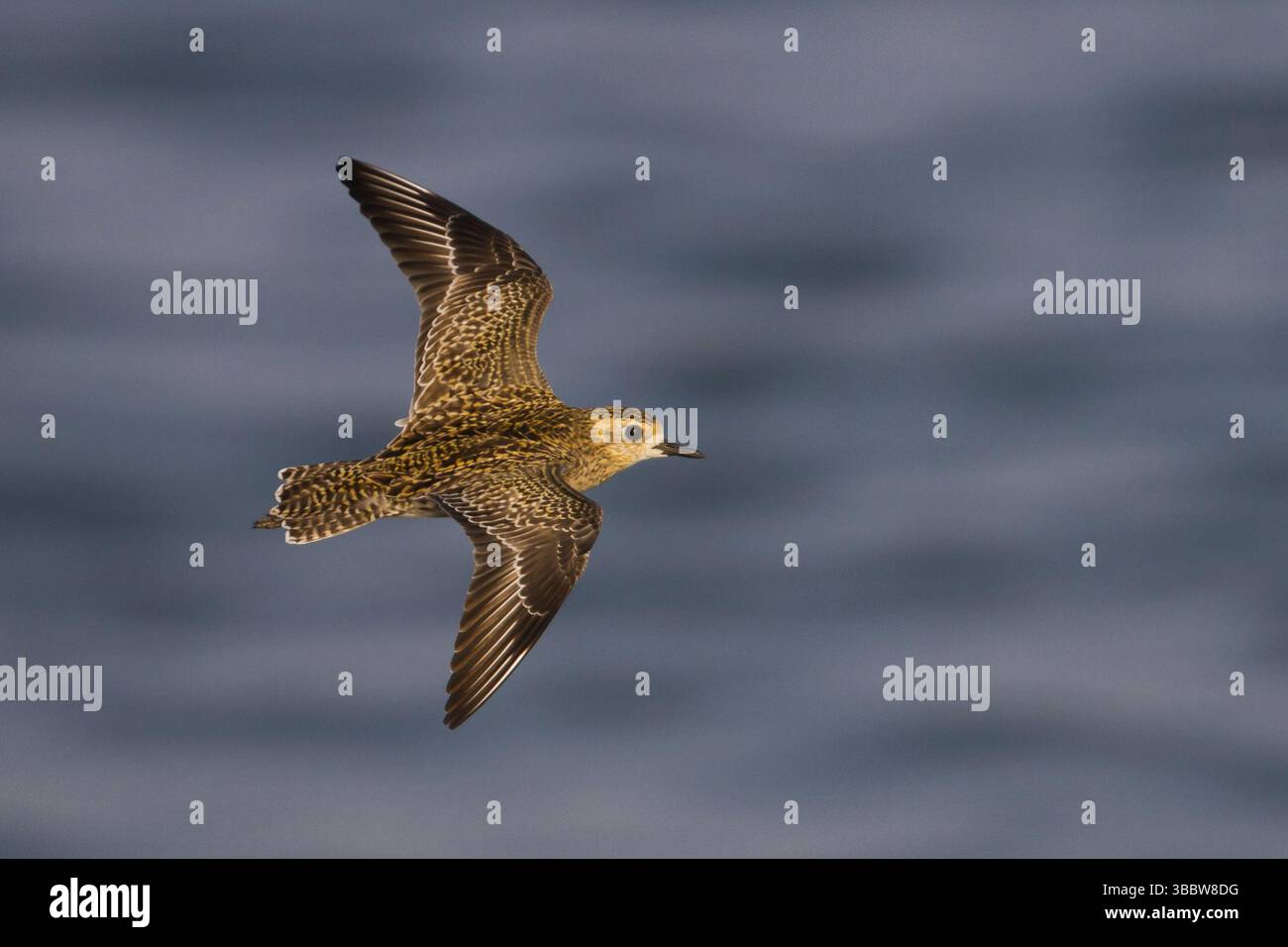 Pacific Golden Plover (Pluvialis fulva) flying, Oman, Asia Stock Photo ...
