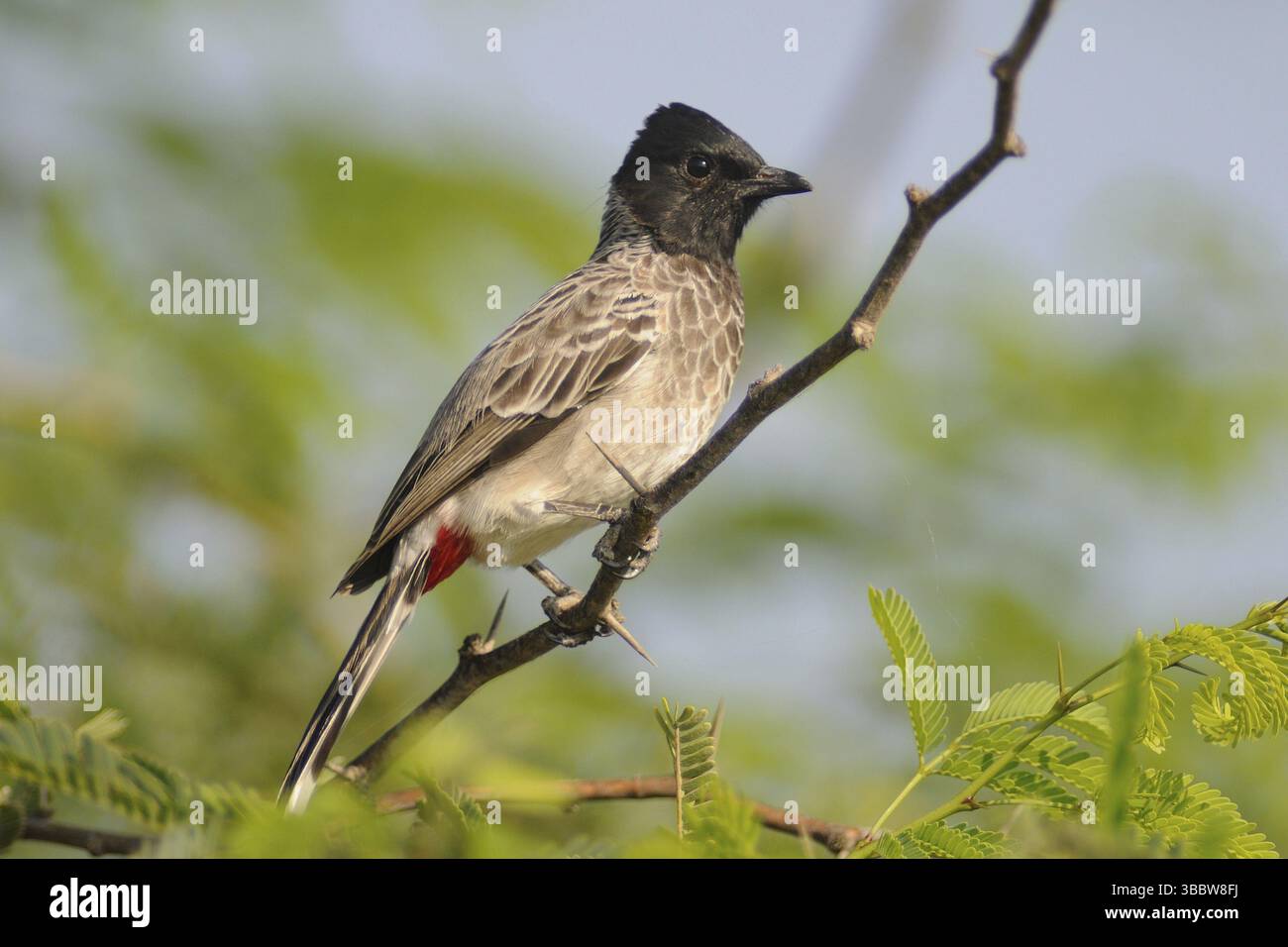 Red-vented Bulbul (Pycnonotus cafer), India, Asia Stock Photo - Alamy