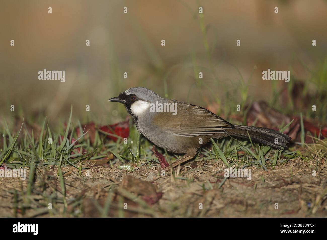 Black-throated Laughingthrush (Garrulax chinensis), Khao Yai National ...