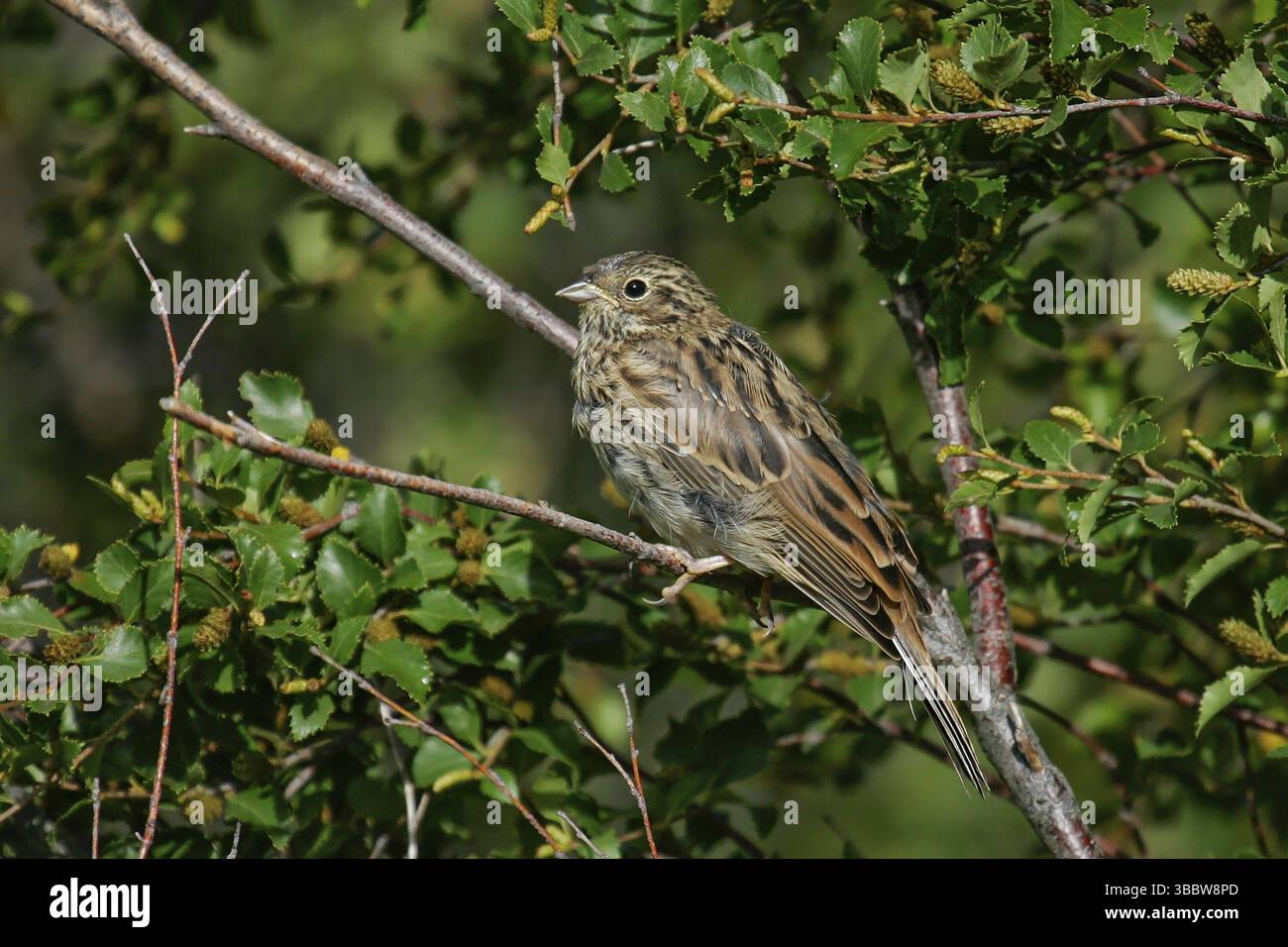 Pine Bunting (Emberiza leucocephalos) juvenile, Mongolia, Asia Stock Photo - Alamy