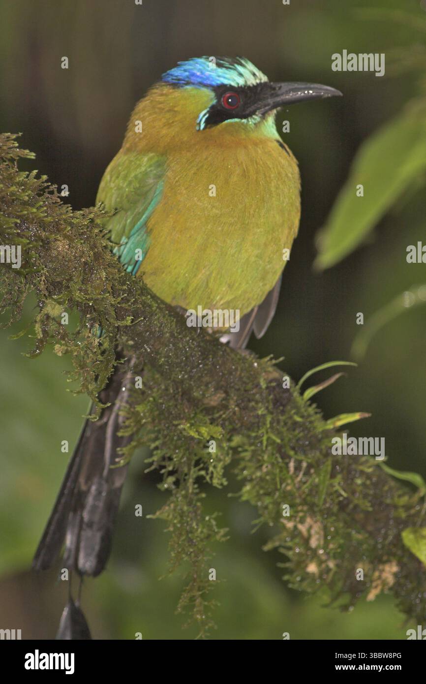 Amazonian Motmot (Momotus lessonii), Costa Rica, Central America Stock ...