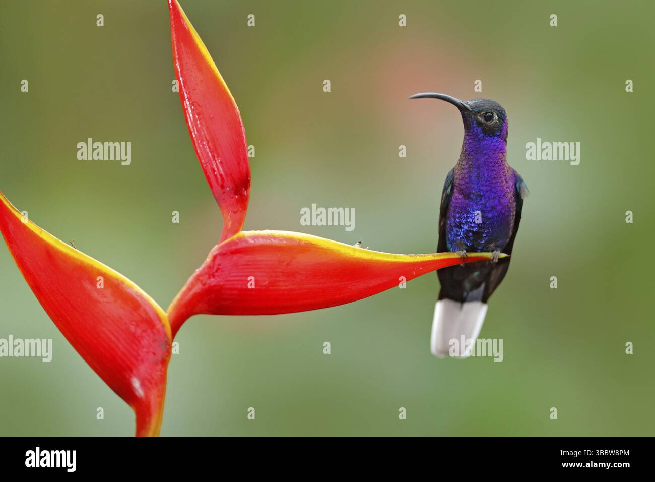 Tropic bird with red flower. Hummingbird, action wildlife scene from ...