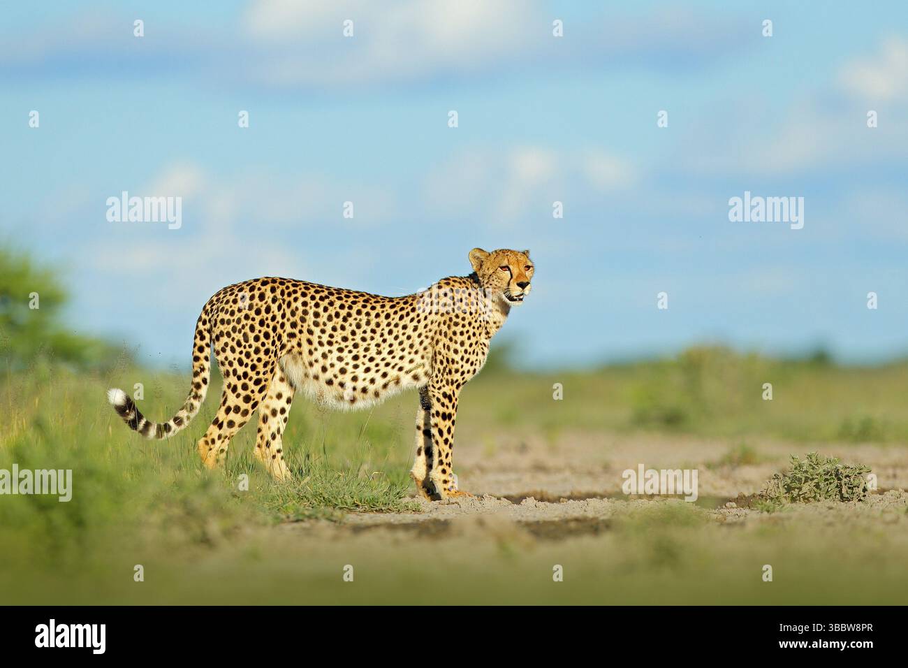 Cheetah in grass, blue sky with clouds. Spotted wild cat in nature ...