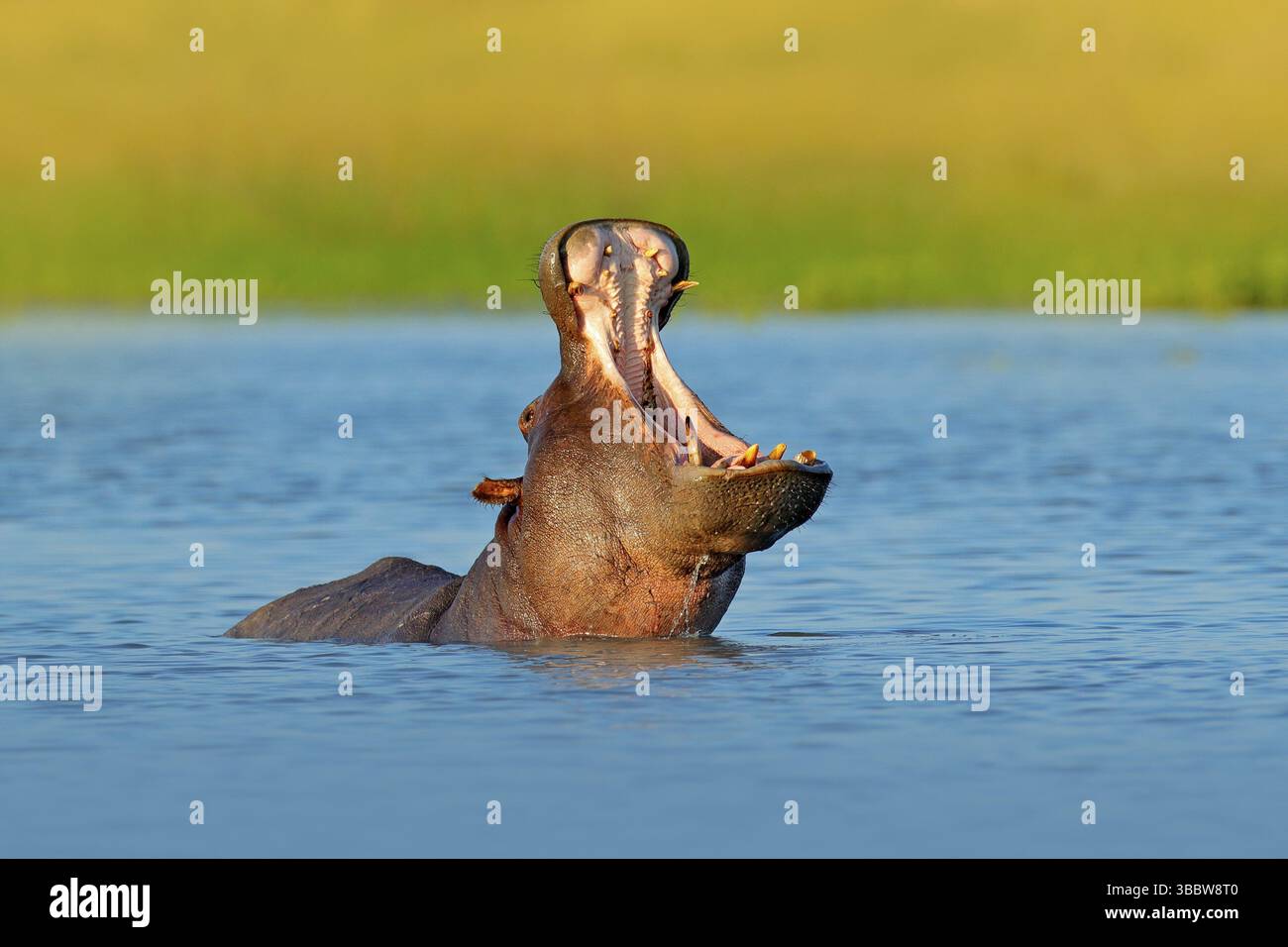 Hippo open muzzle in river water. Wildlife Africa. African Hippopotamus ...