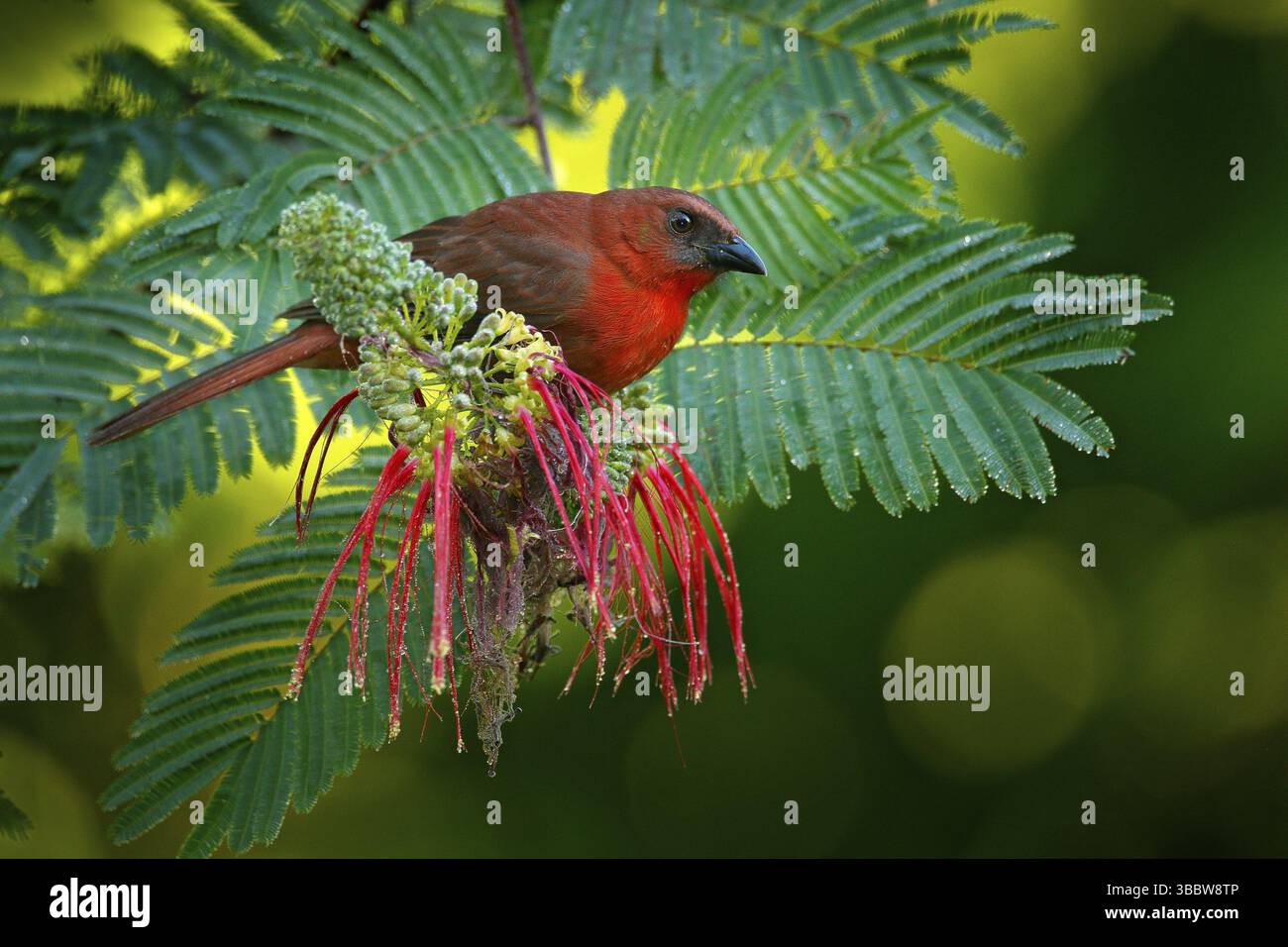 Red-throated Ant-Tanager, Habia fuscicauda, red bird in the nature ...