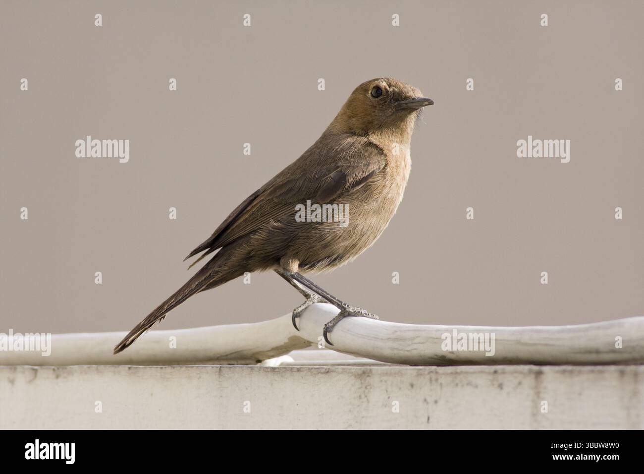 Brown Rock Chat (Oenanthe fusca), Pakistan, Asia Stock Photo - Alamy