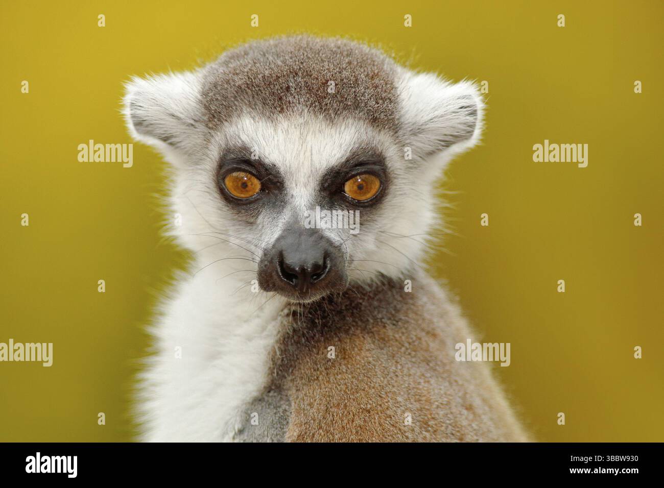 Detail portrait of cute monkey. Portrait of Ring-tailed Lemur, Lemur ...