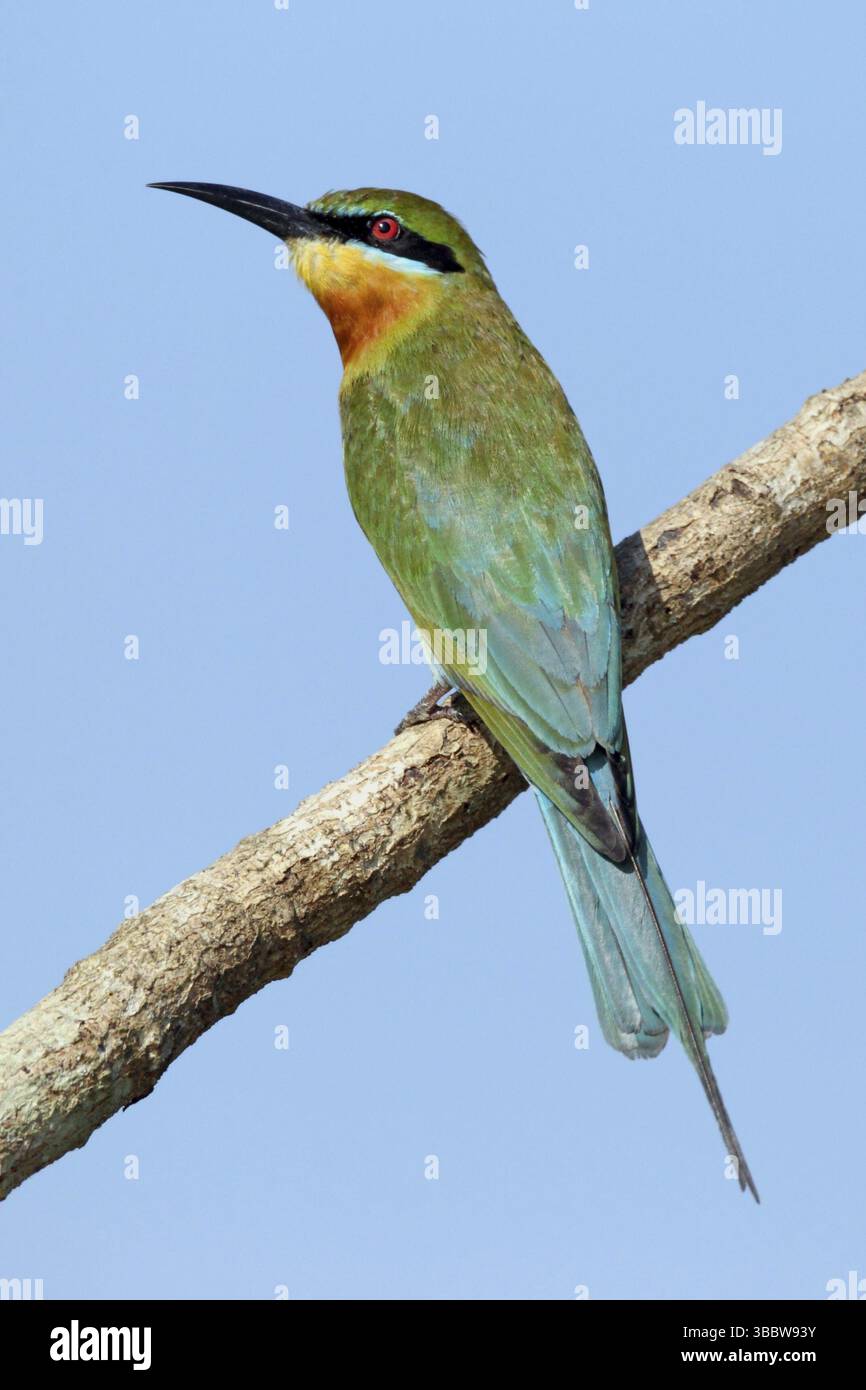 Blue-tailed Bee-eater (Merops philippinus), Penang, Malaysia, Asia ...