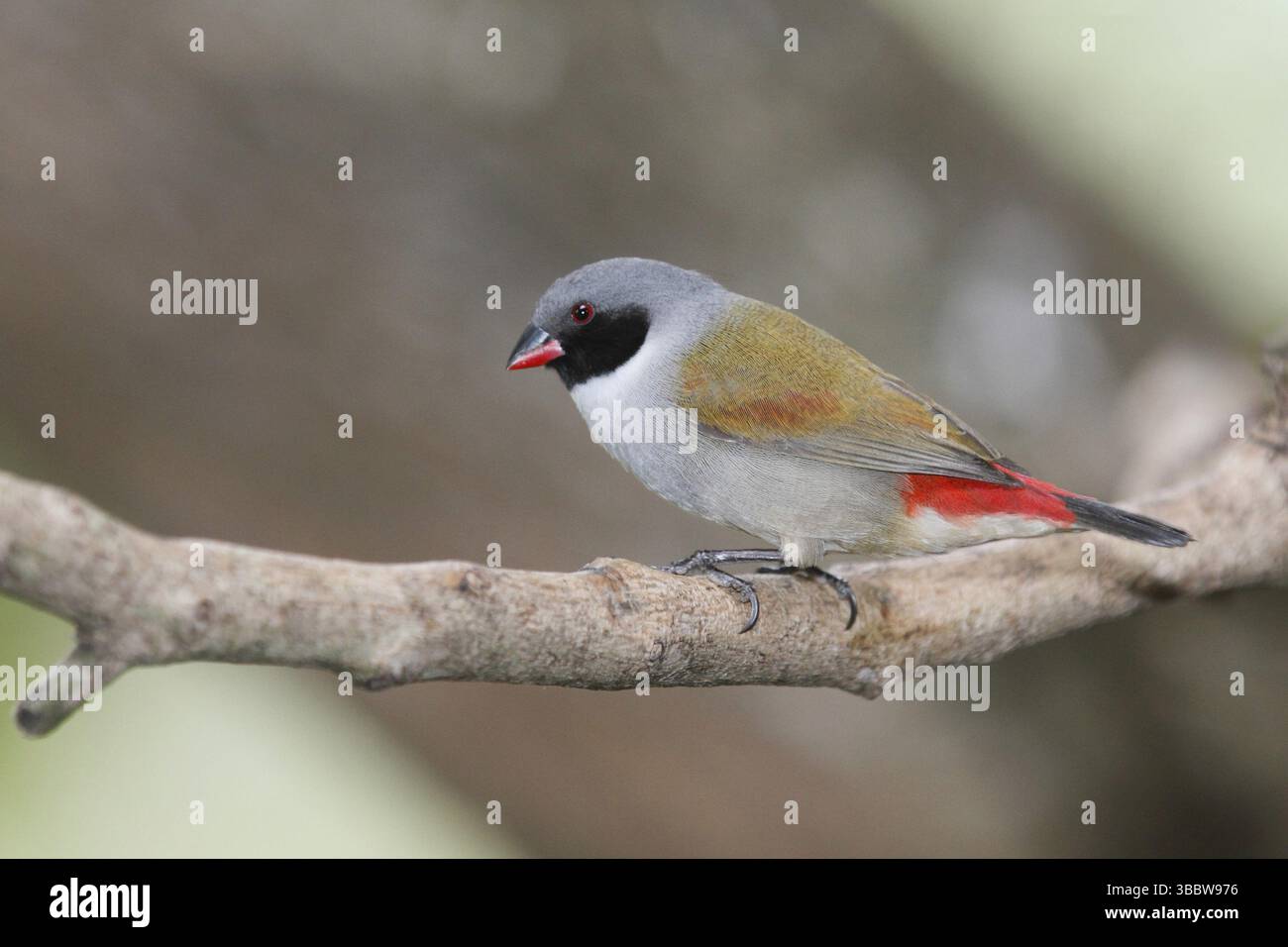 Swee Waxbill (Coccopygia melanotis), Western Cape, South Africa, Africa ...