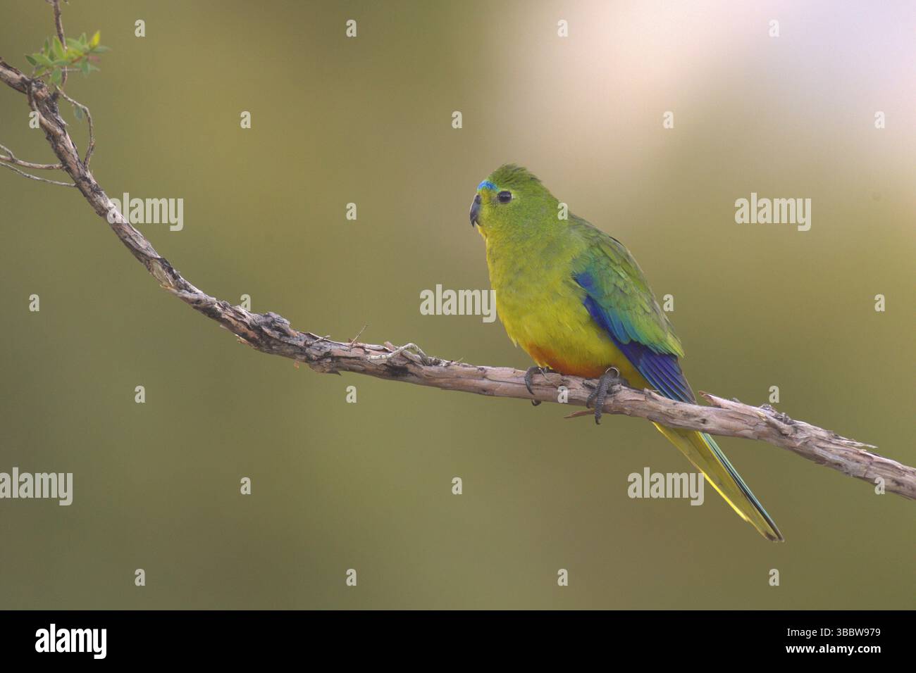 Orange-bellied Parrot (Neophema chrysogaster), Tasmania, Australia ...