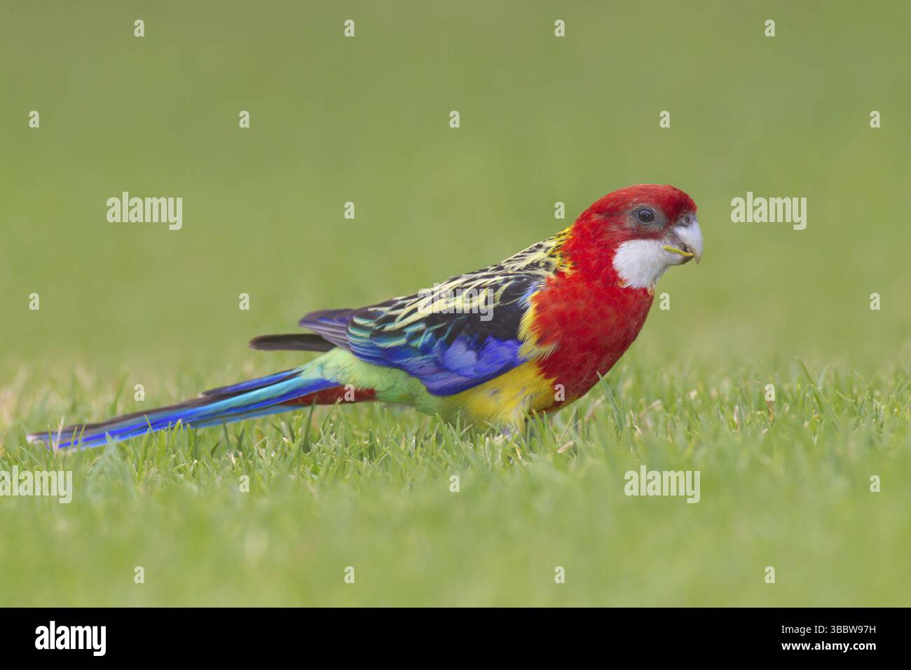 Eastern Rosella (Platycercus eximius), South Australia, Australia ...