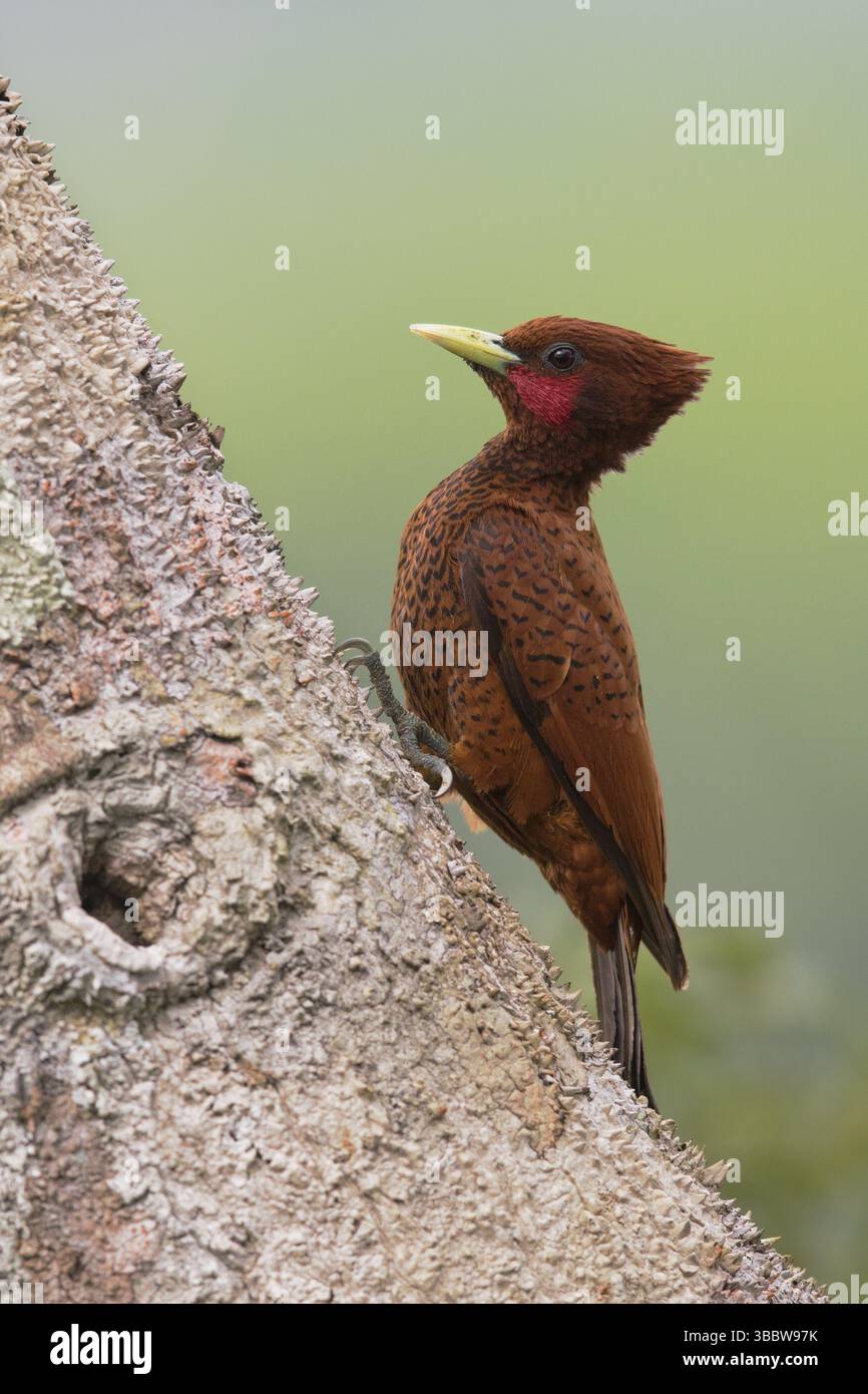 Scaly-breasted Woodpecker (Celeus grammicus) male, Napo, Ecuador, South ...