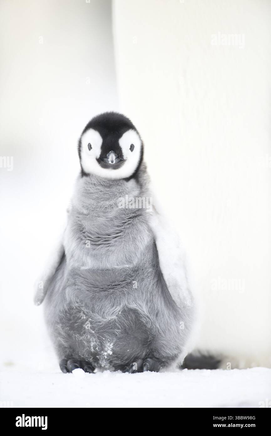 Emperor Penguin (Aptenodytes forsteri) with chick, Queen Maud Land ...
