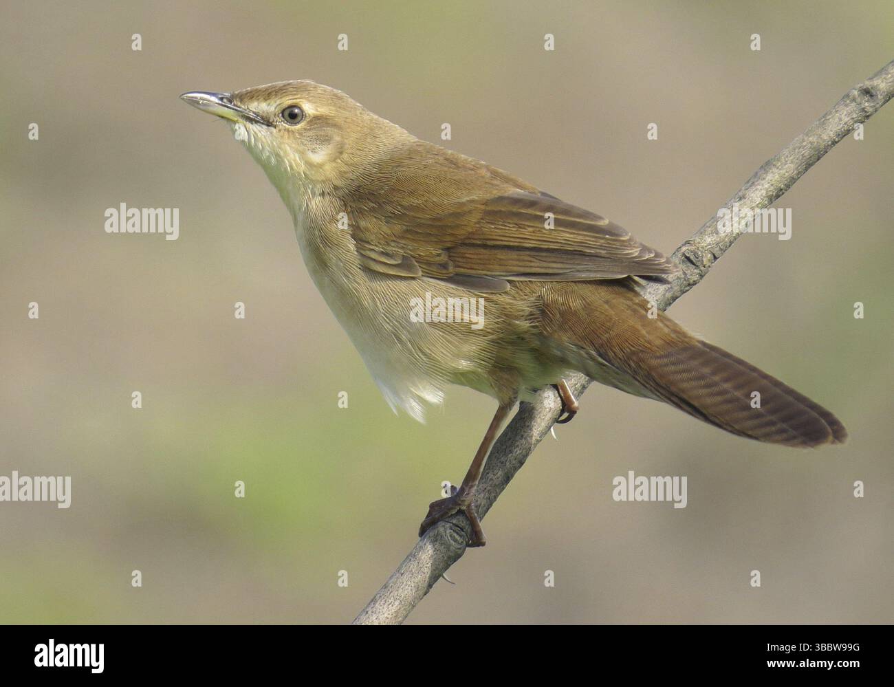 Broad-tailed Grassbird (Schoenicola platyurus), Maharashtra, India ...