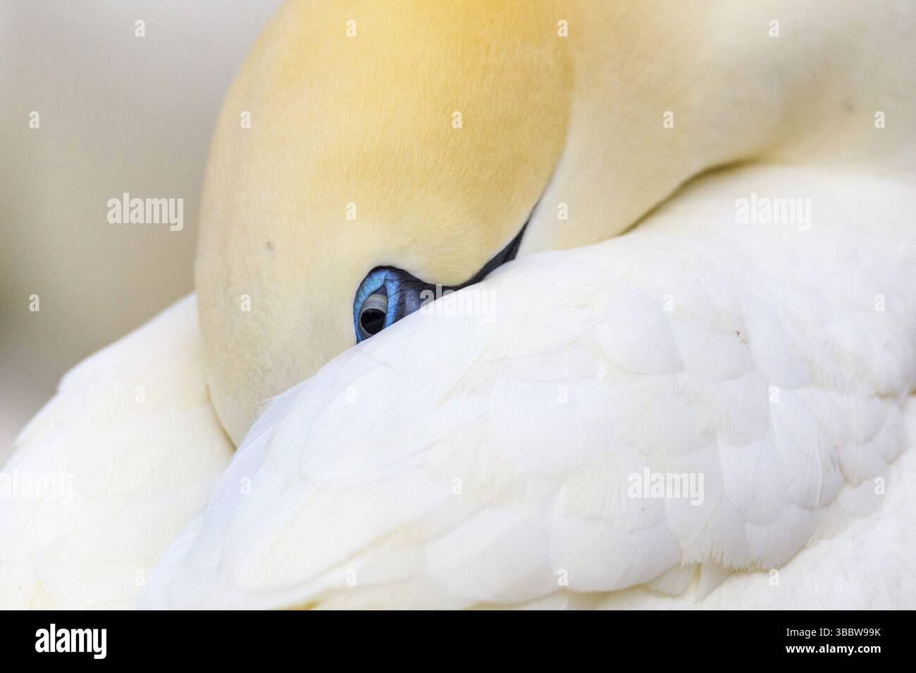 Northern Gannet (Morus bassanus), Saltee Islands, Ireland, Europe Stock Photo - Alamy